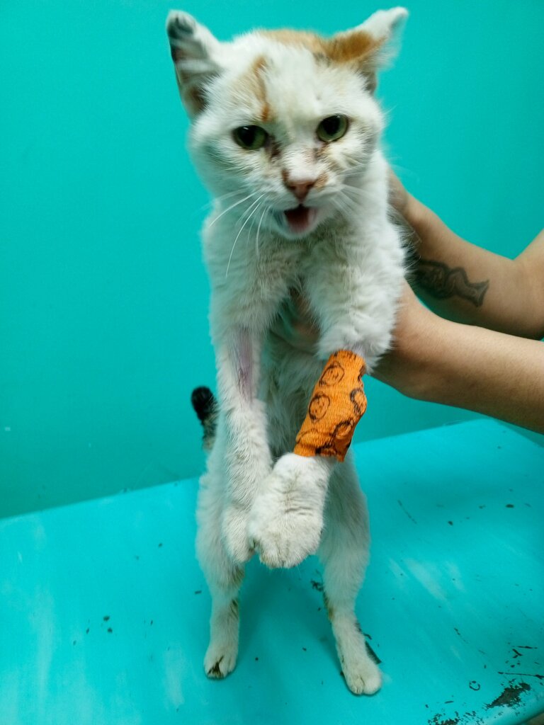 Veteriner klinikleri Пегий Пëс, Omsk, foto