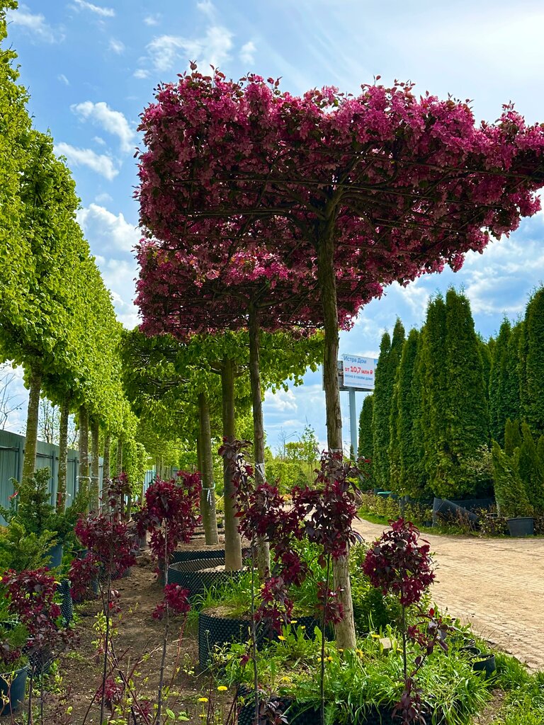Sera ve bahçe ürünleri Royal Garden, Moskova ve Moskovskaya oblastı, foto