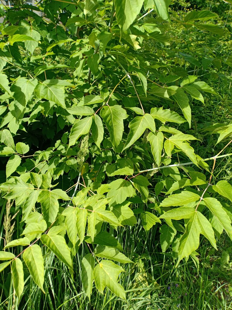 Orman Девликеевский лес, Tataristan, foto