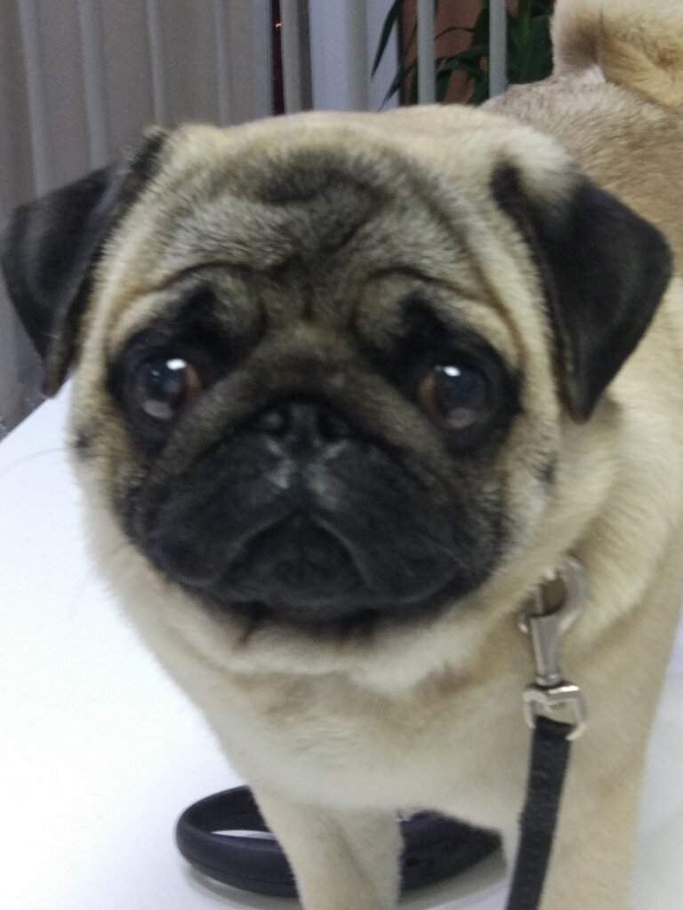 Veteriner klinikleri Veterinarny tsentr Doveriye, Irkutsk, foto