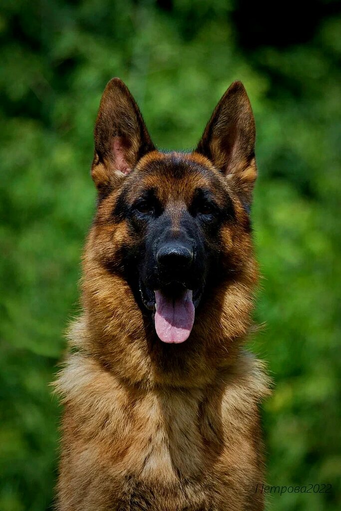 Hayvanat bahçesi merkezi ForDog22, Rubtsovsk, foto