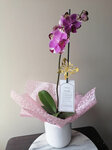 Orchids for You (Distrital San Borja, Calle Franz Schubert, 386), çiçek teslimatı  Lima'dan