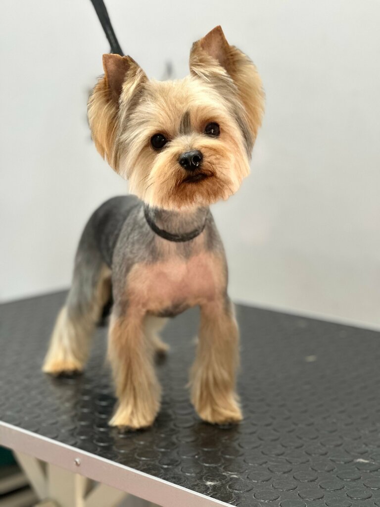 Evcil hayvan kuaförleri LikeGroom, Rostov‑na‑Donu, foto