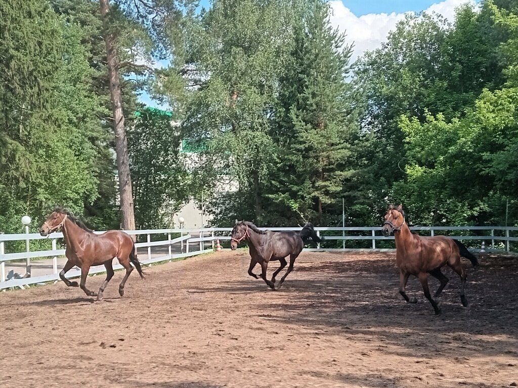 At ve binicilik kulüpleri БестХорс, Moskova ve Moskovskaya oblastı, foto