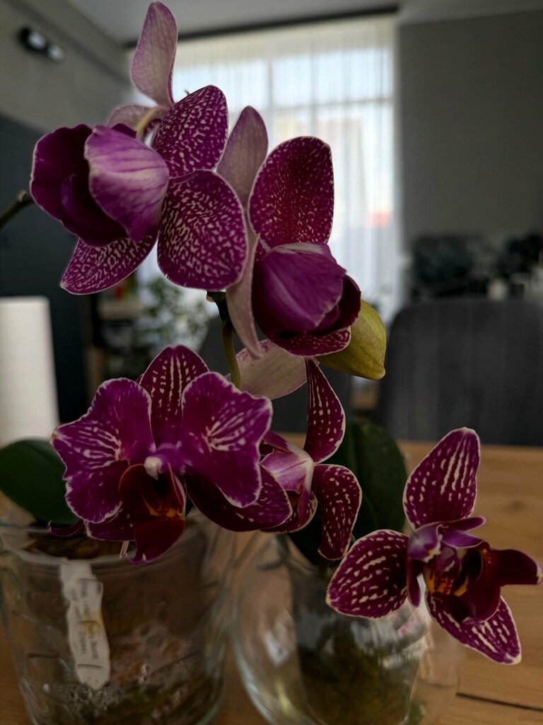 Çiçekçiler ОрхидФлора, Krasnodar, foto