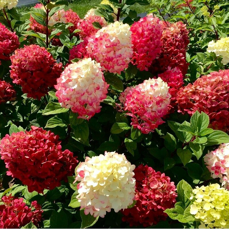 Fidan yetiştiriciliği Pitomnik Annabelle, Noginsk, foto