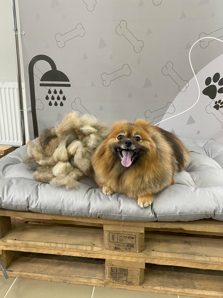 Evcil hayvan kuaförleri ЧиллГрум, Saint‑Petersburg ve Leningradskaya oblastı, foto