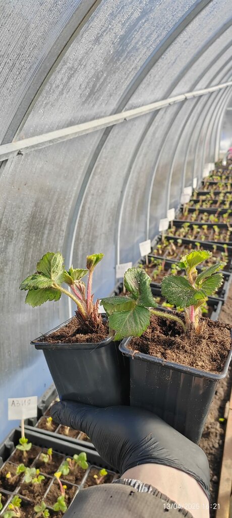 Fidan yetiştiriciliği Ягодный питомник Жаровых, Moskova ve Moskovskaya oblastı, foto