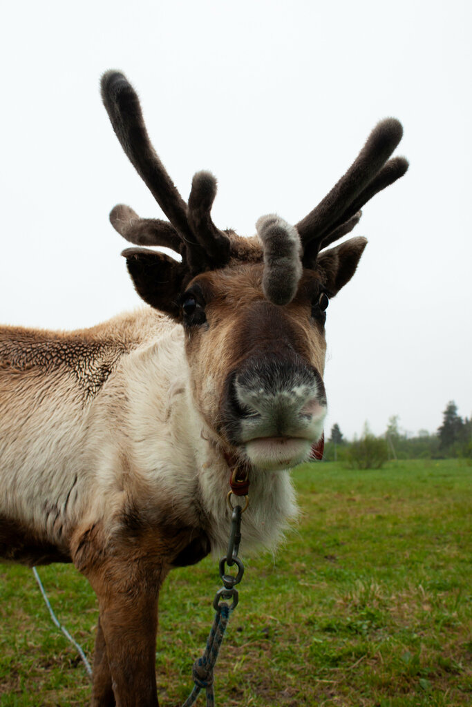 Hayvanat bahçesi merkezi Эко ферма Free animals, Saint‑Petersburg ve Leningradskaya oblastı, foto