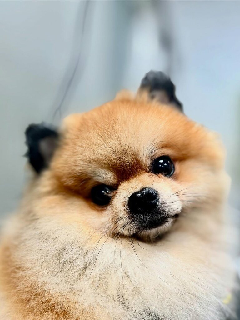 Evcil hayvan kuaförleri Pet Boutique, Dubai, foto