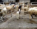 Havran Hayvan Pazarı (Balıkesir, Havran, Hamambaşı Mah., İnönü Cad., 45), tarım firmaları  Havran'dan