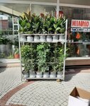 Marmara Flower (Tekirdağ, Çorlu, Şeyhsinan Mah., Fahri Korutürk Cad., 8A), çiçekçiler  Çorlu'dan