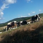 Torunlar Besicilik (Kocaeli, Gebze, Balçık Mah., 3217. Sok., 49), hayvancılık  Gebze'den