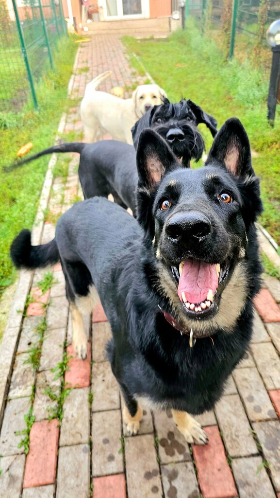 Pet otel V gostyah u Inny, Ufa, foto