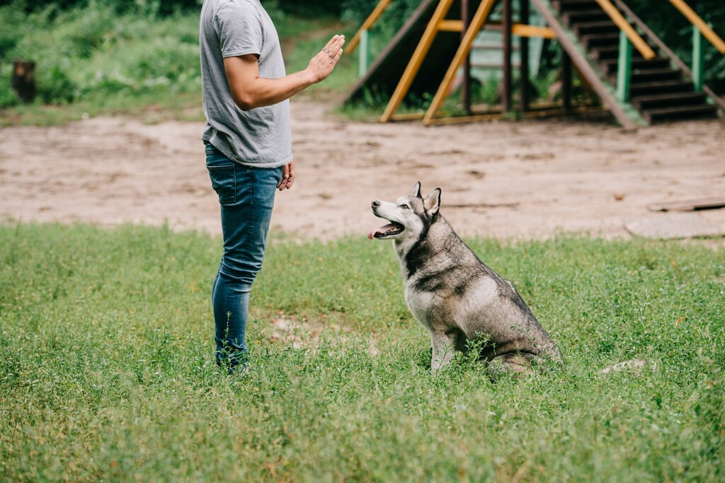 Köpek hizmeti Andrey Danilov’s Dog Training School, Moskova, foto