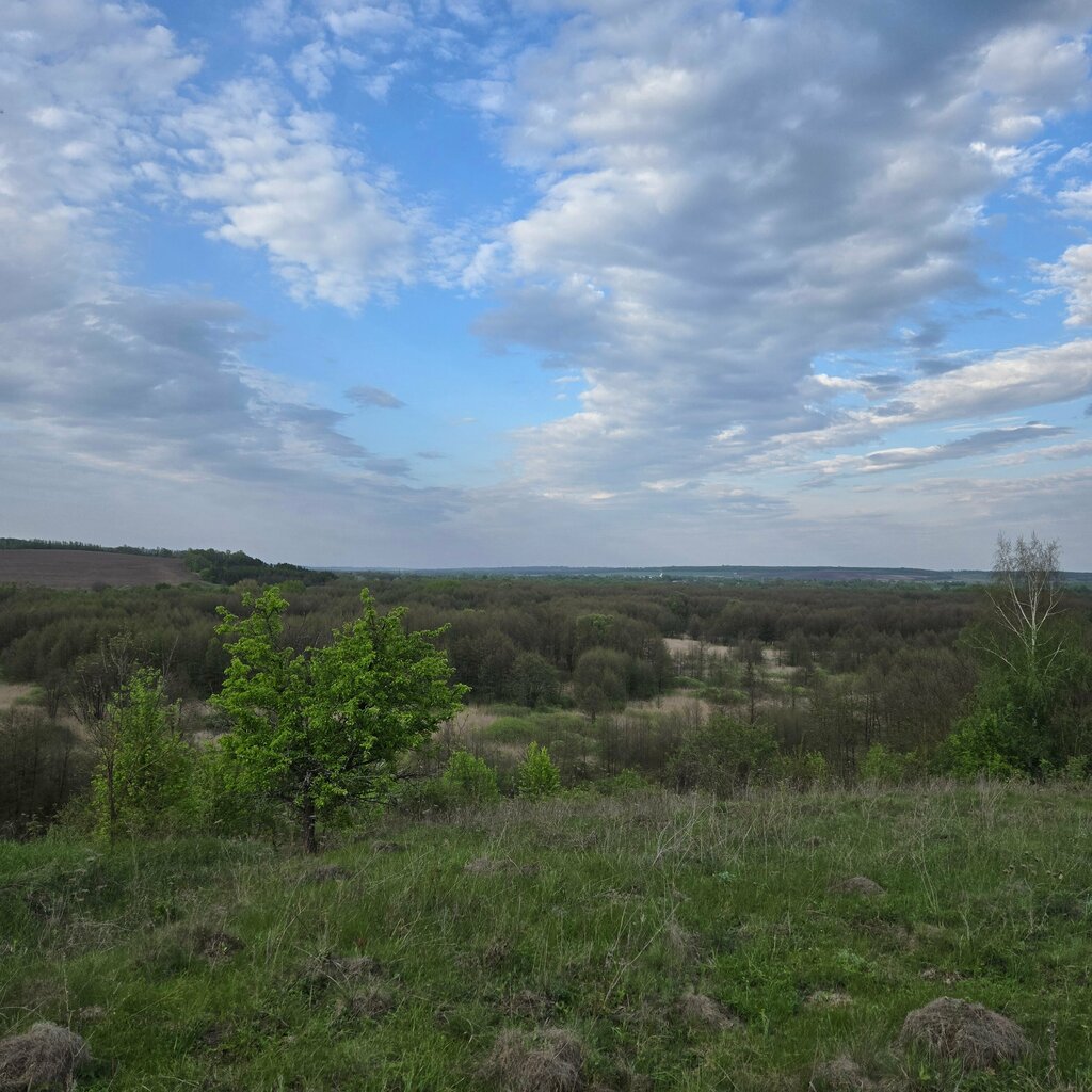 Orman урочище Лапыгин Лог, Belgorodskaya oblastı, foto