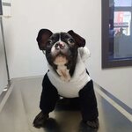 Merlinvet Veteriner Kliniği (Denizli, Pamukkale, İnönü Cad., 89B), veteriner klinikleri  Denizli'den