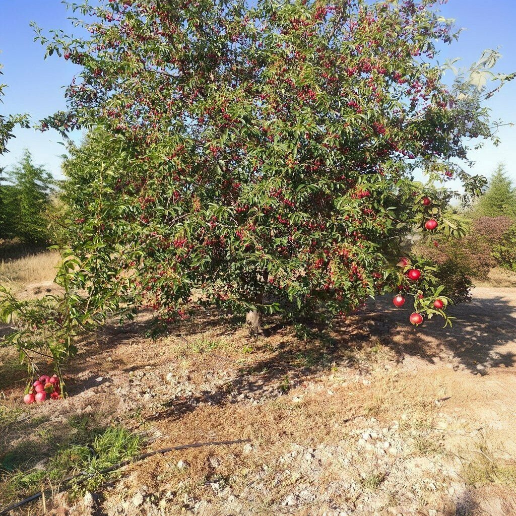 Kültür ve eğlence parkları Çetin Çakmak Parkı, Elmalı, foto