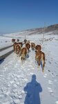 Kars ardahan ıgdir hayvan pazarı 05303455314 (Kars, Kars Merkez , Faikbey Cad., 77), otel  Kars'tan