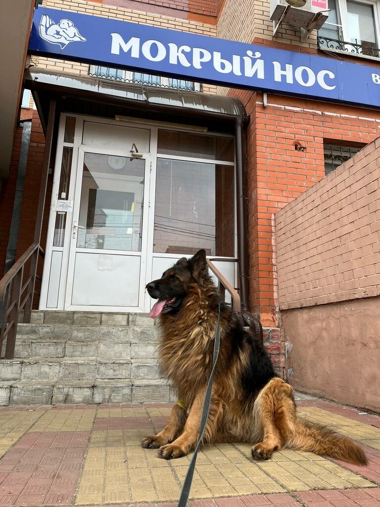 Veteriner klinikleri Mokry nos, Noginsk, foto
