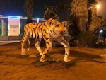 Тигры (Krasnoyarsk Urban District, Sverdlovskiy City Administrative District, park flory i fauny Royev ruchey), hayvan muhafazaları  Krasnoyarsk'tan