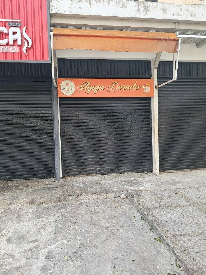 Terziler Aguja dorada, Barranquilla, foto