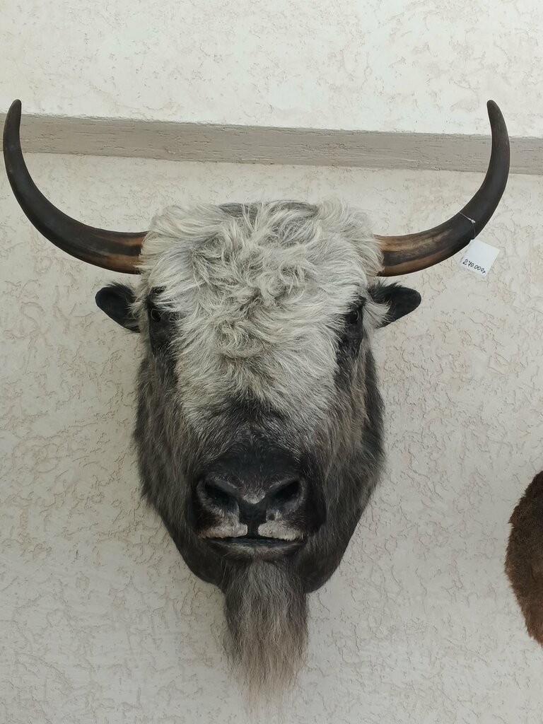 Müzeler ve sanat galerileri Интерактивный музей животных горного Алтая, Gorno‑Altaysk, foto