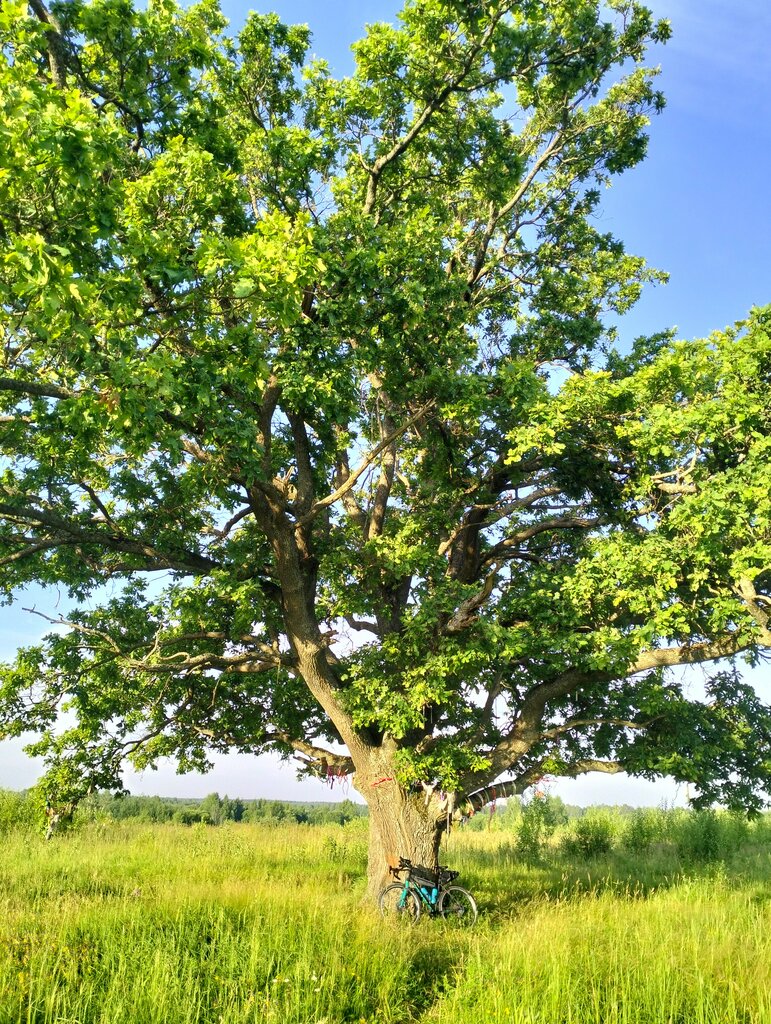 Doğa Дуб черешчатый, Vladimirskaya oblastı, foto