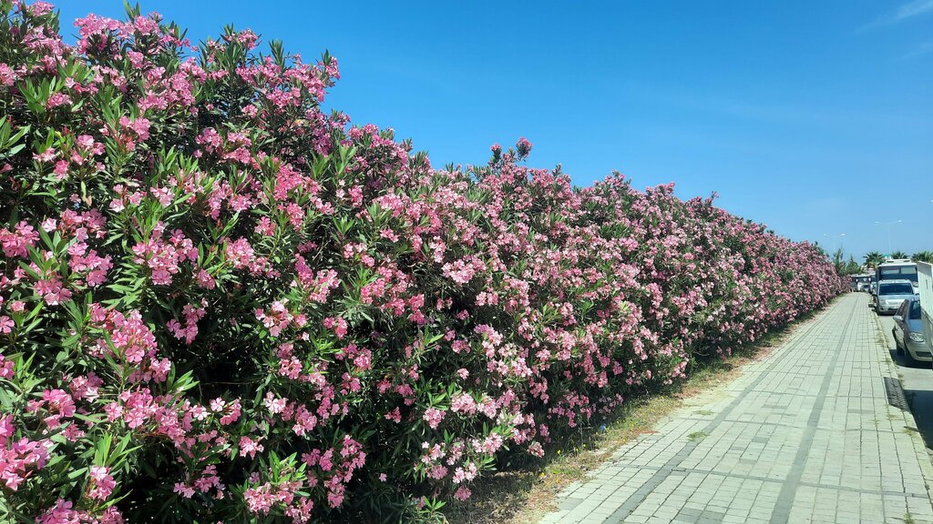 Yönetim ofisi Anadolu Bazaar, Manavgat, foto