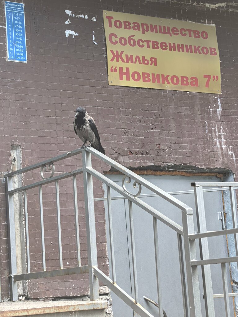 Bina, site yönetimi ТСЖ Новикова 7, Saint‑Petersburg, foto