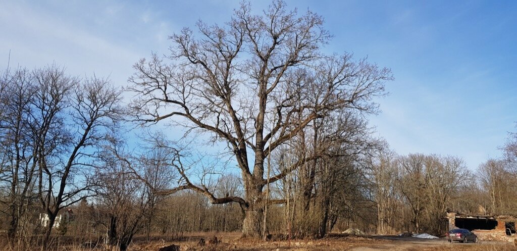 Doğa 240-летний дуб, Saint‑Petersburg ve Leningradskaya oblastı, foto