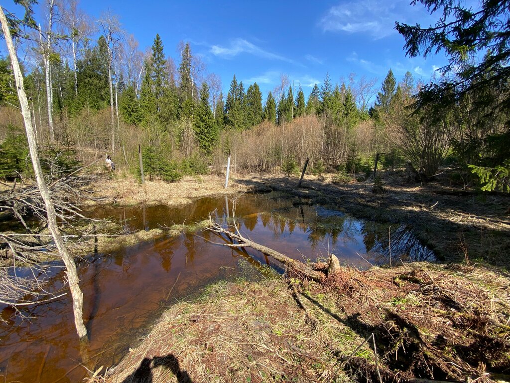 Pınar, çay Исток реки Каменка, Moskova ve Moskovskaya oblastı, foto