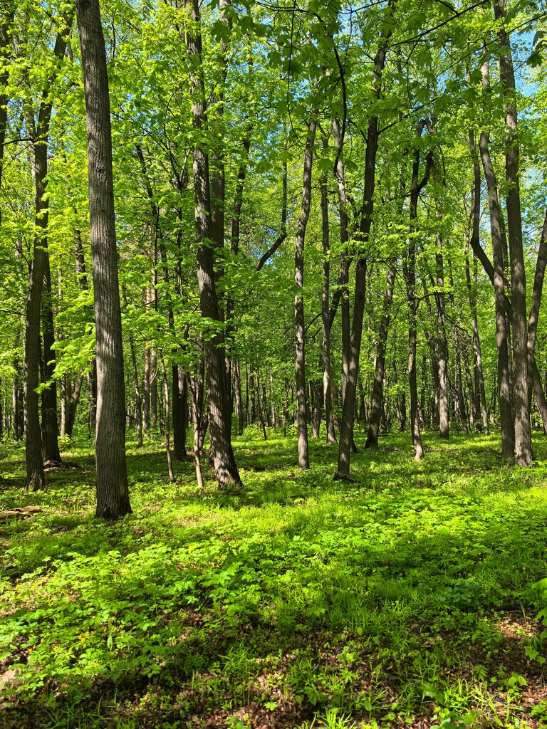 Orman Arkhiereiskii Forest, Kazan, foto