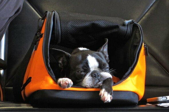 Hayvanların taşınması Zootaxi, Moskova, foto