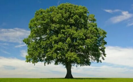 Orman лес Мещанская Роща, Mordovya, foto