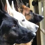 We Love Dog (Abidjan, Cocody, Quartier de la Djorobité II), petshop  Abican'dan