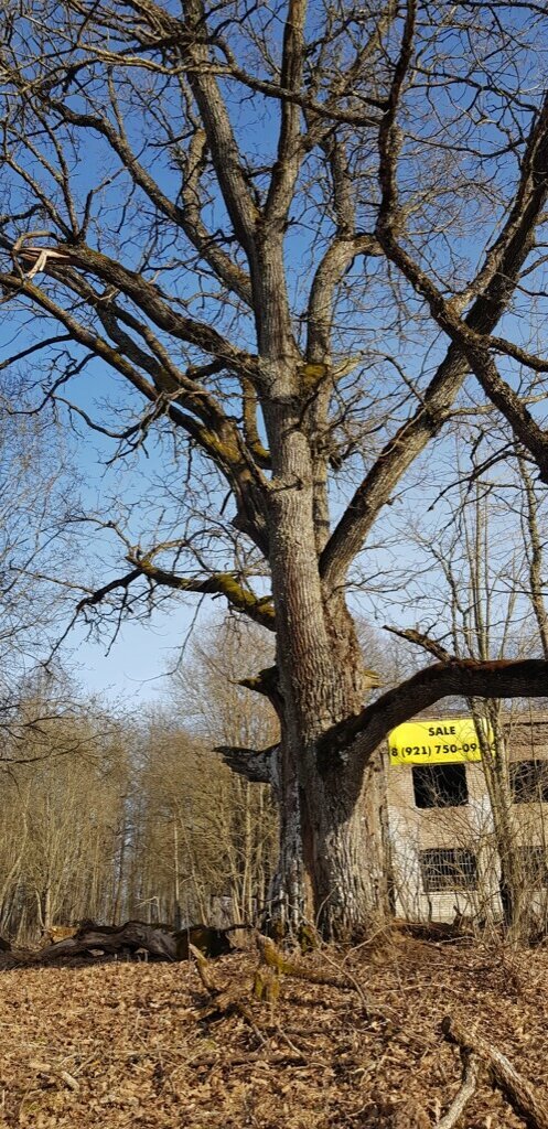 Doğa 240-летний дуб, Saint‑Petersburg ve Leningradskaya oblastı, foto