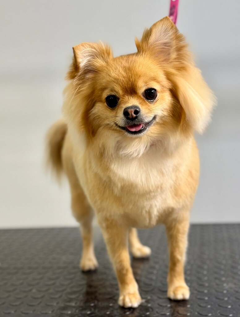 Evcil hayvan kuaförleri Pesik, Kazan, foto