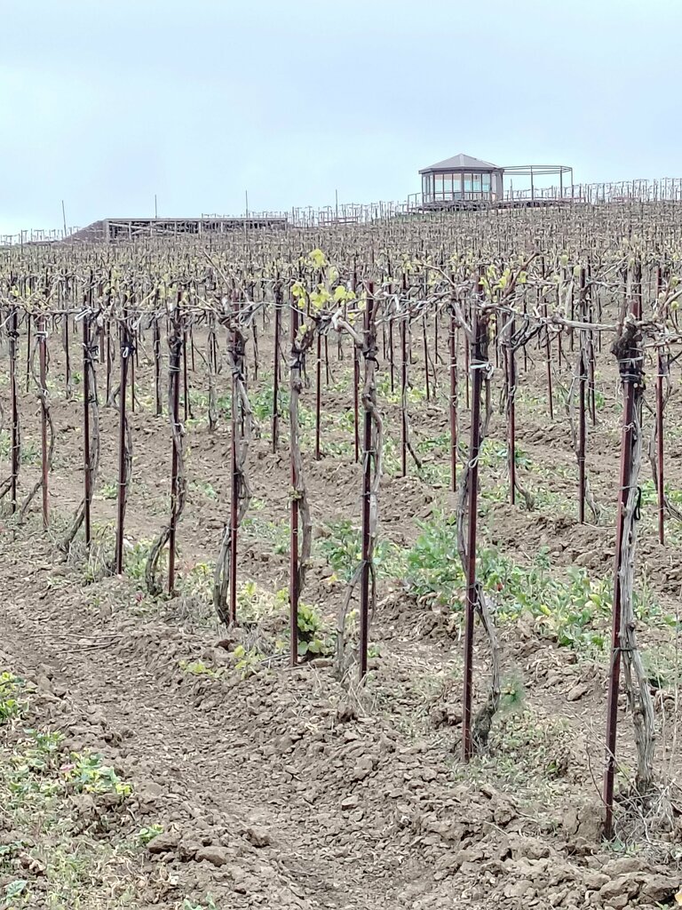 Dağ zirvesi Гора Нефтянка, Krasnodarski krayı, foto