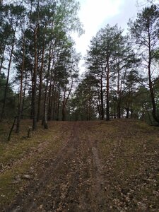 Гора Крушина 163 метра (Brescki rajon, Republican landscape reserves of Prybuzhskae Palesse), dağ zirvesi  Brestskaya oblastından