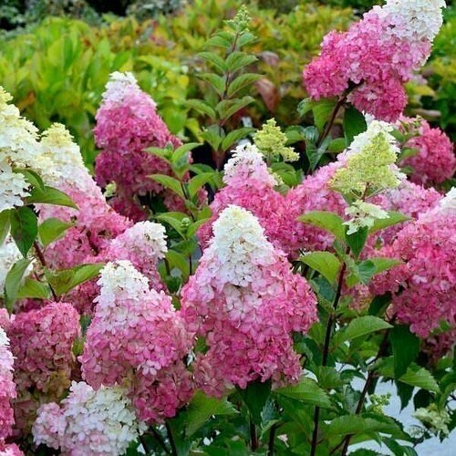 Sera ve bahçe ürünleri Садовый центр, Navapolatsk, foto