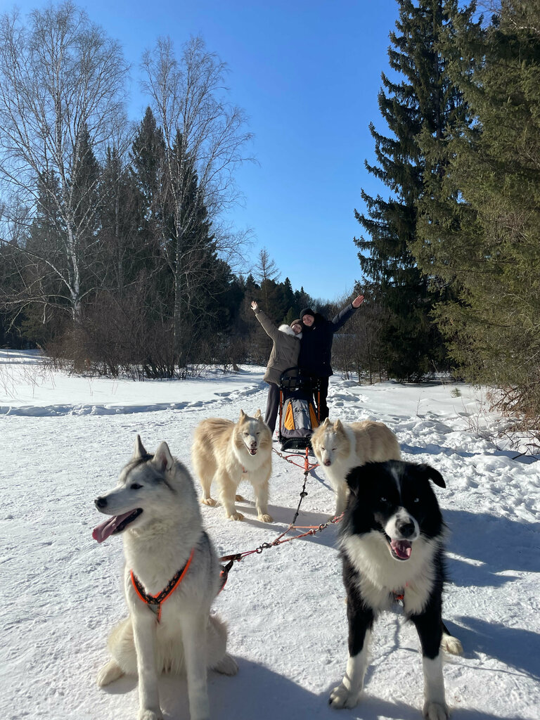 Evcil hayvan yetiştiricileri Husky Legacy, Tomskaya oblastı, foto