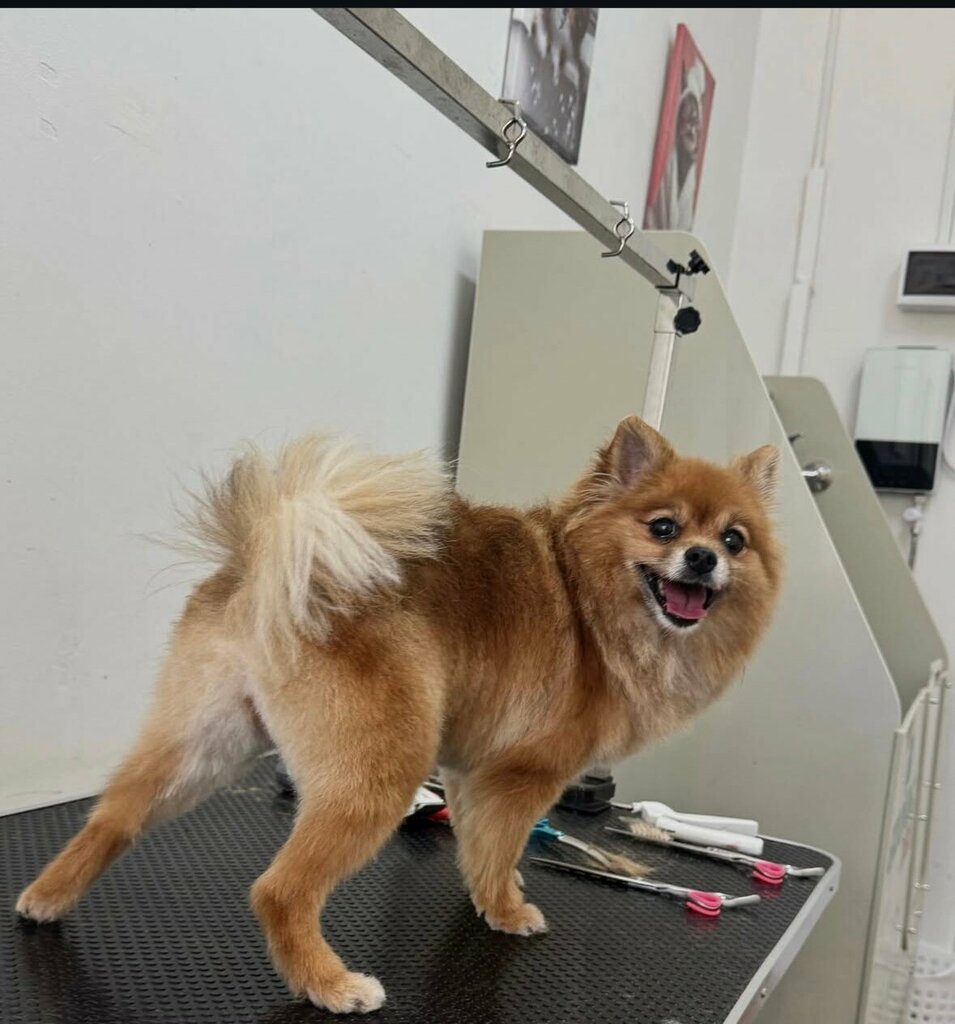 Evcil hayvan kuaförleri Lucky_grooming, Vitebsk, foto