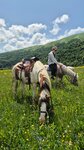 Zartak Ranch (Tavush Region, Dilijan, Aghbyur Serob Street), at ve binicilik kulüpleri  Tavuş'tan