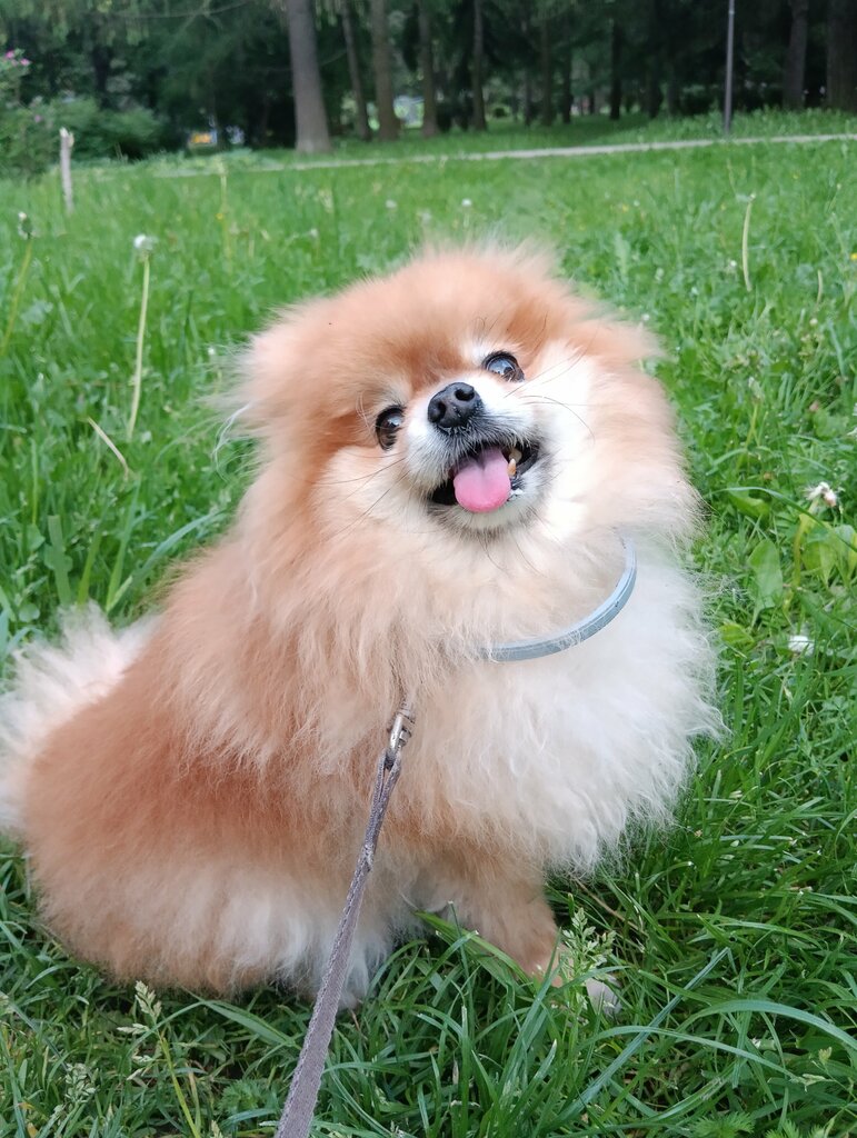 Evcil hayvan kuaförleri Собака рулит, Moskova, foto