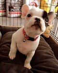 Molina Akvaryum ve Kuş Galerisi (Kayseri, Kocasinan, Turgut Reis Cad., 23D), petshop  Kayseri'den