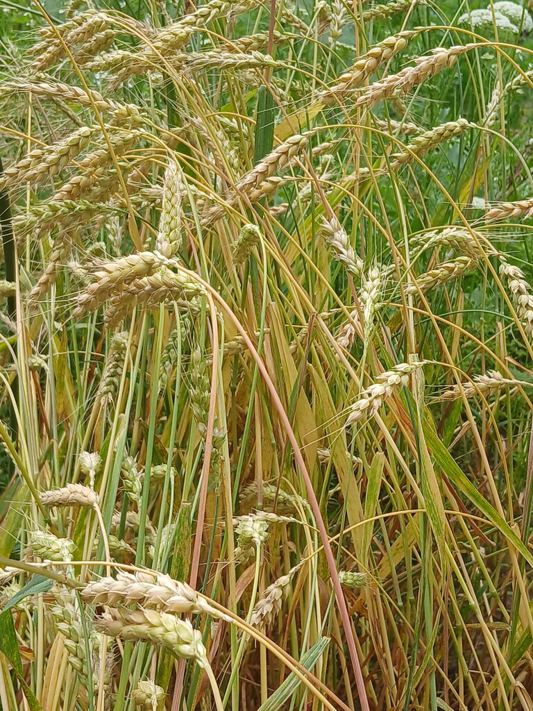 Üniversiteler Федеральный научный агроинженерный центр ВИМ, Институт семеноводства и агротехнологий, Riazanskaya oblastı, foto