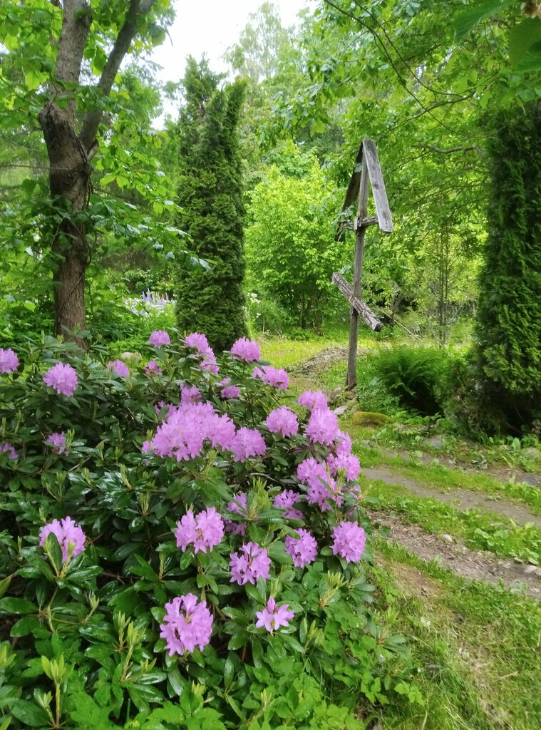Resort oteller, tesisler Школьное лесничество Пестрый Лес, Saint‑Petersburg ve Leningradskaya oblastı, foto