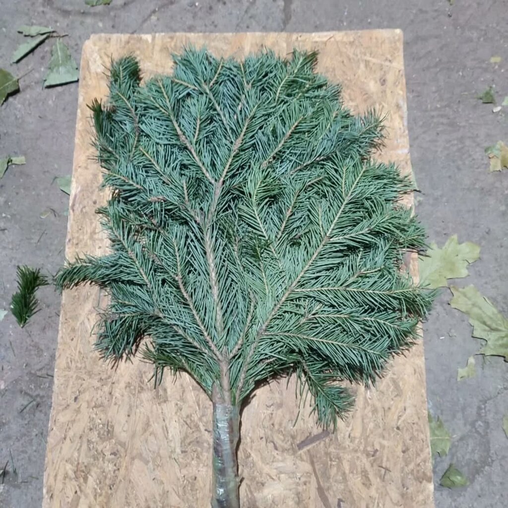 Kereste üretim ve satış şirketleri The Forester, Karağandı, foto