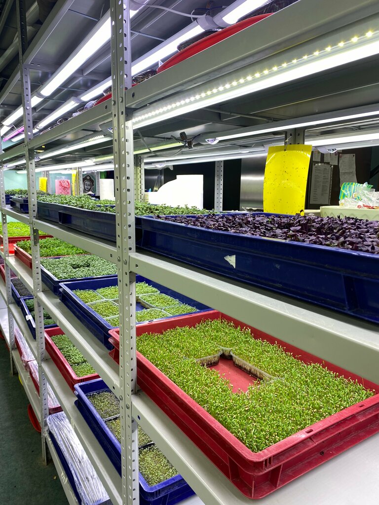 Manavlar Зелень всем!, Moskova, foto